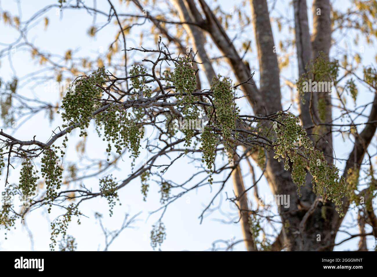 Urundeuva hi-res stock photography and images - Alamy