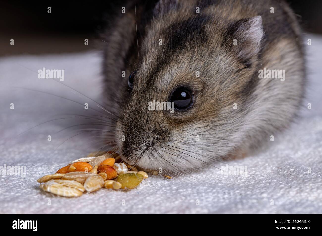 Campbell dwarf hamster of the species Phodopus campbelli with selective ...