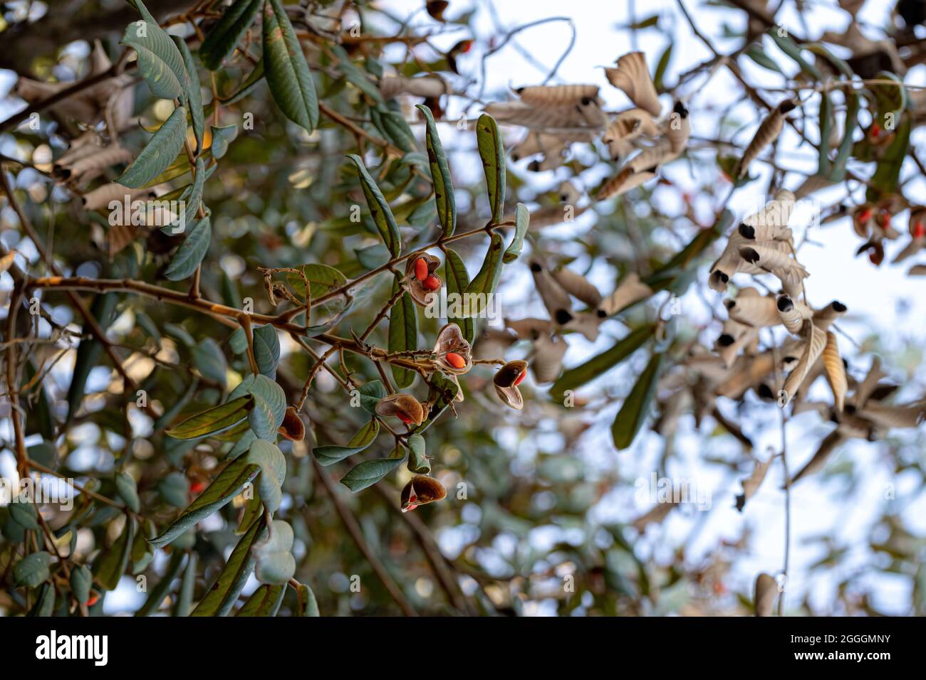 Tree with red seeds hi-res stock photography and images - Alamy