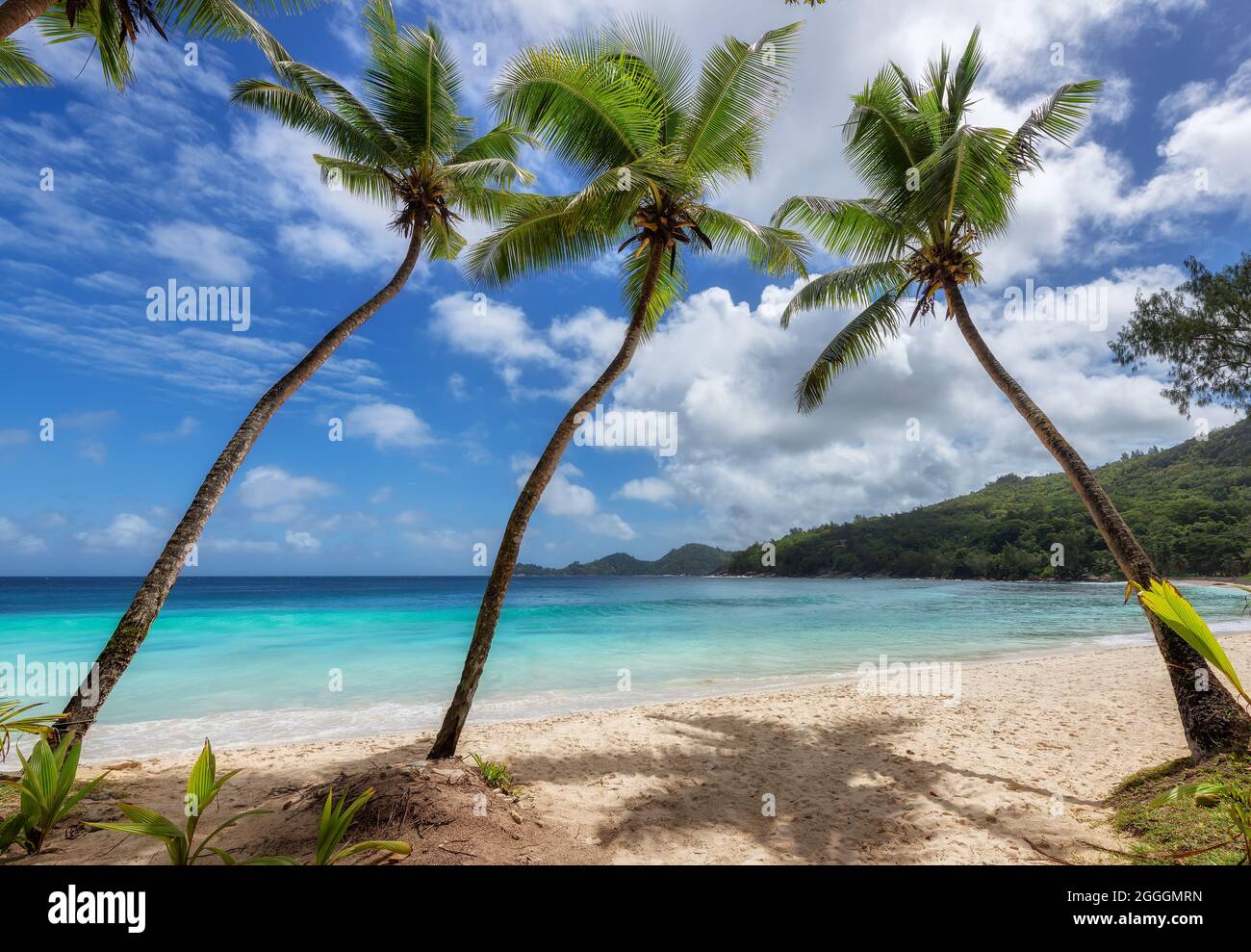 Coco palms hi-res stock photography and images - Alamy