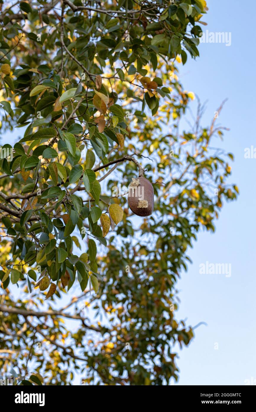 Jatoba Tree High Resolution Stock Photography and Images - Alamy