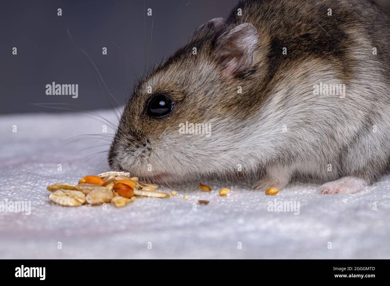 Campbell dwarf hamster of the species Phodopus campbelli with selective ...