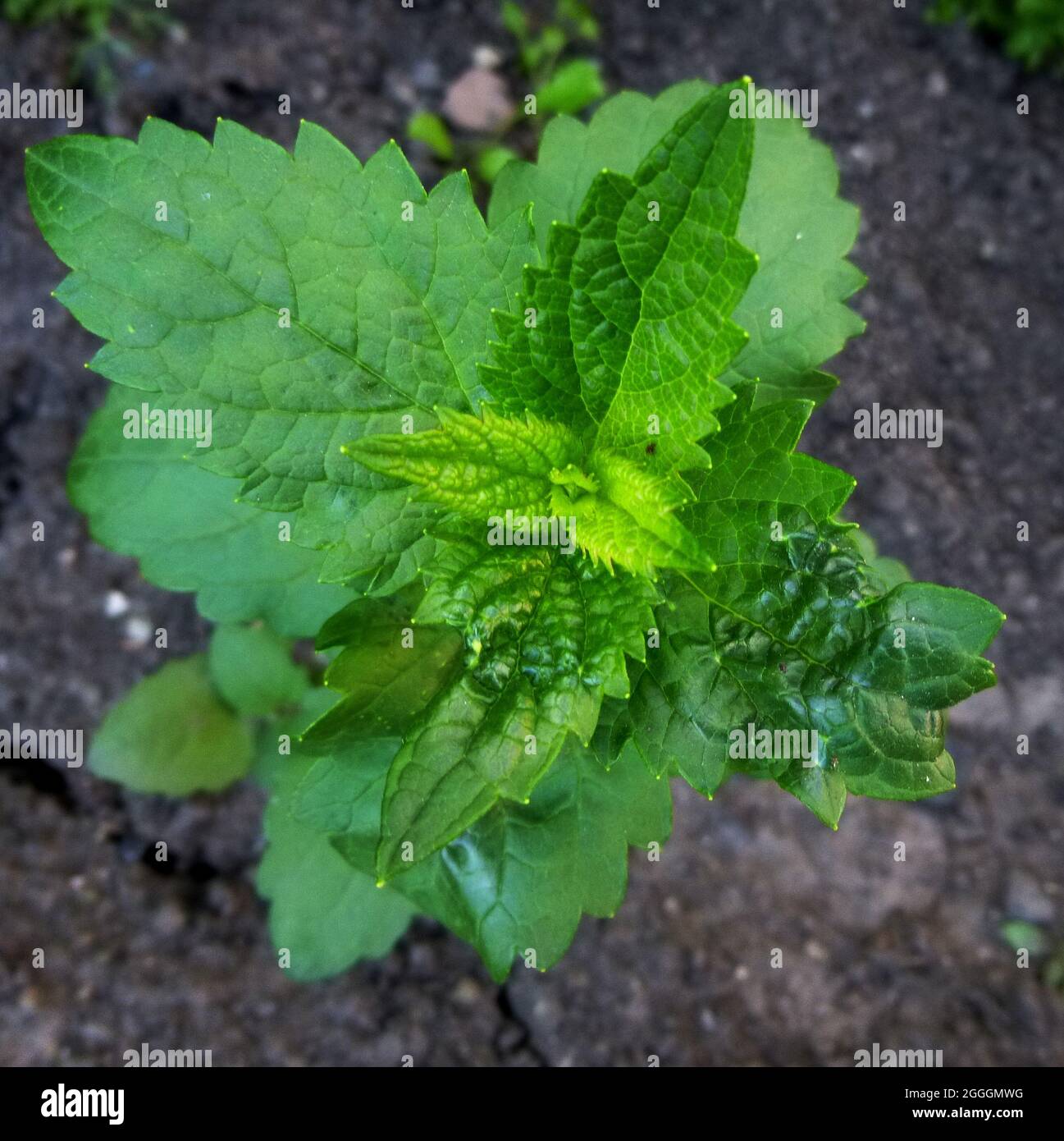 Agastache foeniculum, Agastache anethiodora, anise hyssop, blue giant ...