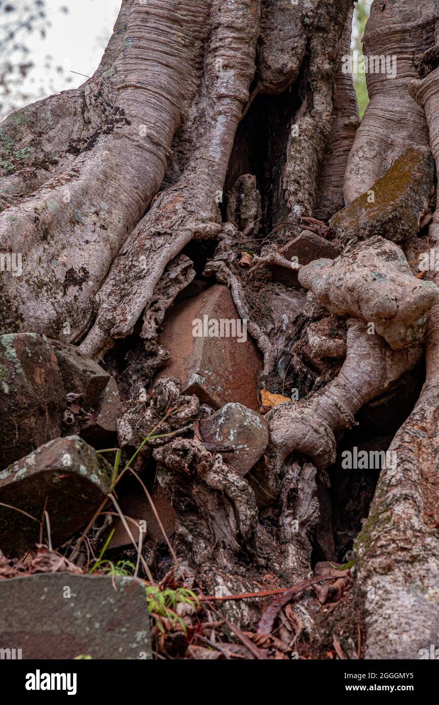 Large dicotyledonous angiosperm tree of the genus ficus growing among ...