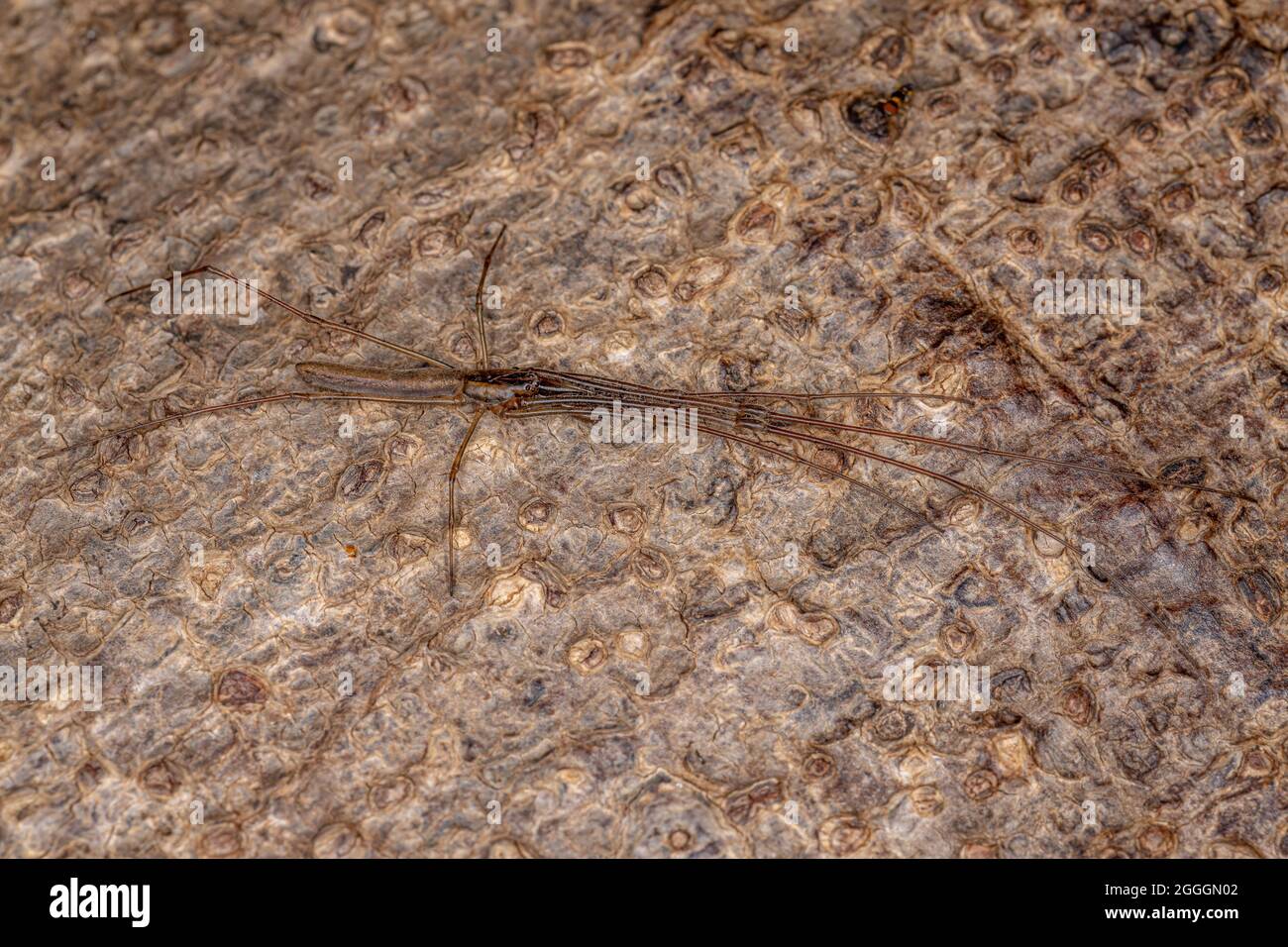 Long-jawed Orbweaver Spider of the Genus Tetragnatha Stock Photo - Alamy