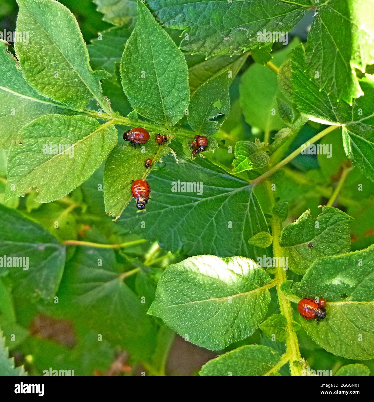 Colorado potato beetle on potato leaves, potato bug, Insect pests on ...