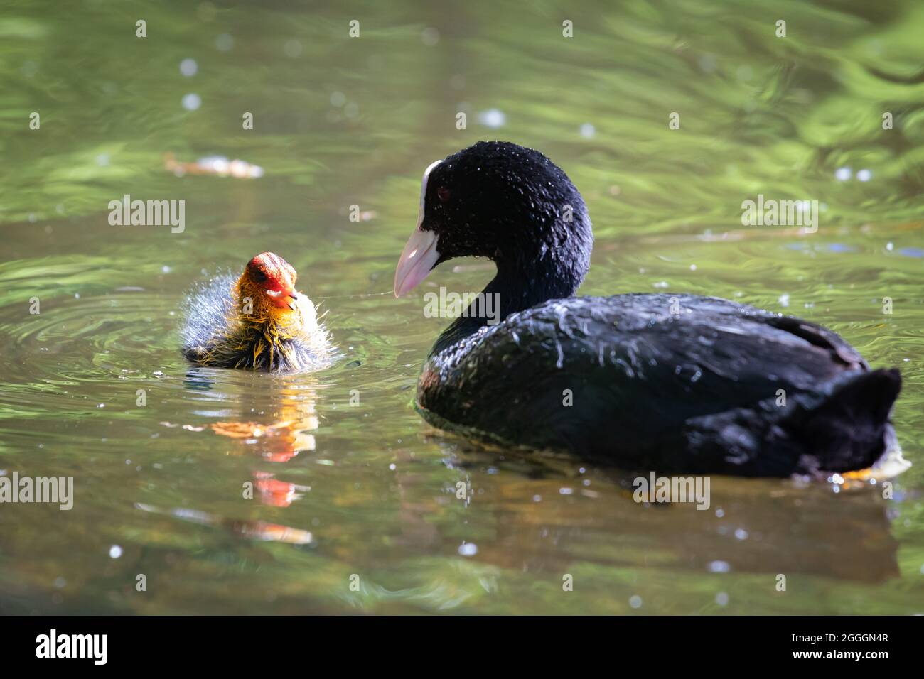 Eurasian coot swimming in pond, Germany Stock Photo - Alamy
