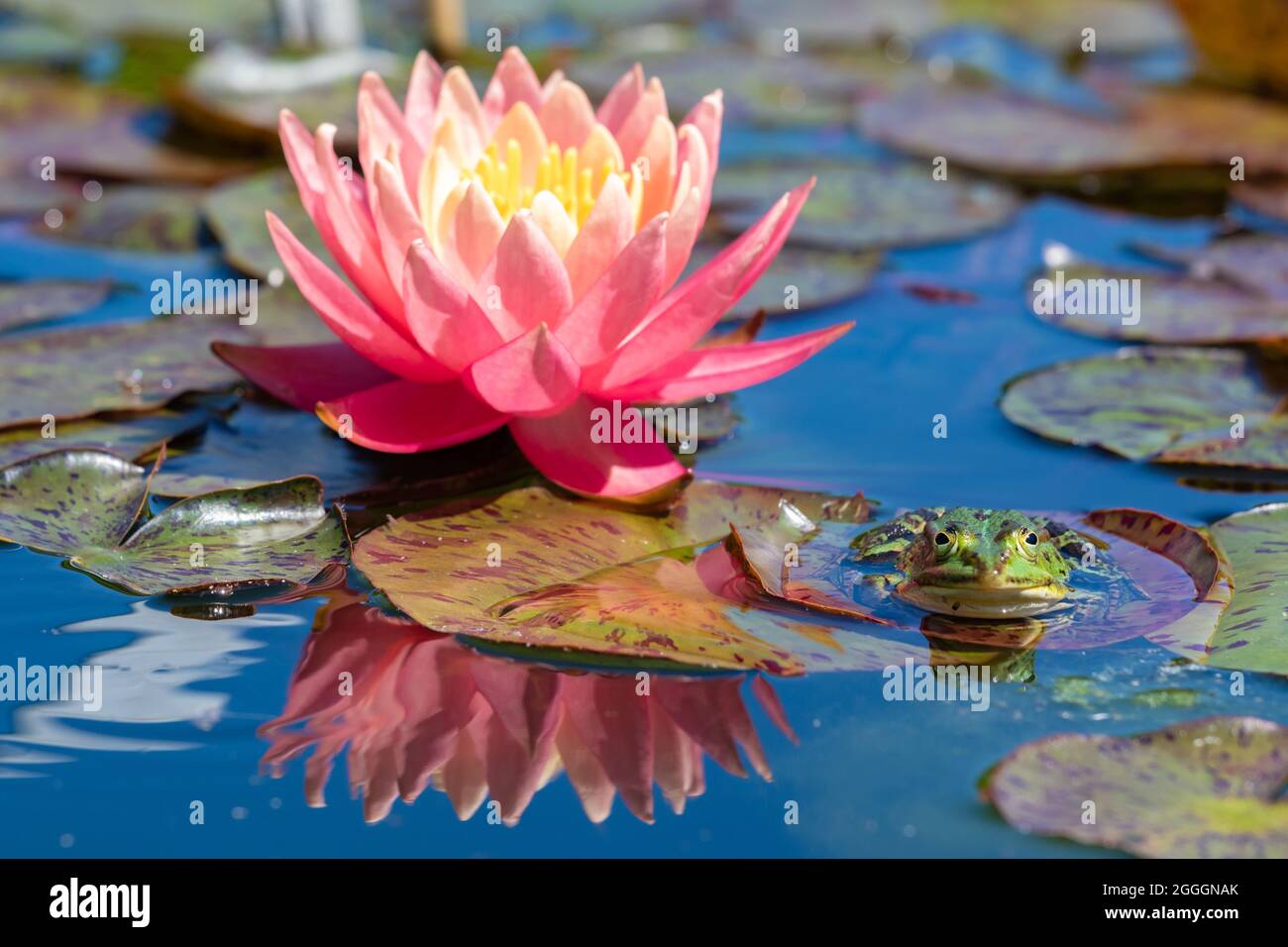 Pool frog relaxing on a leaf in a pond Stock Photo - Alamy