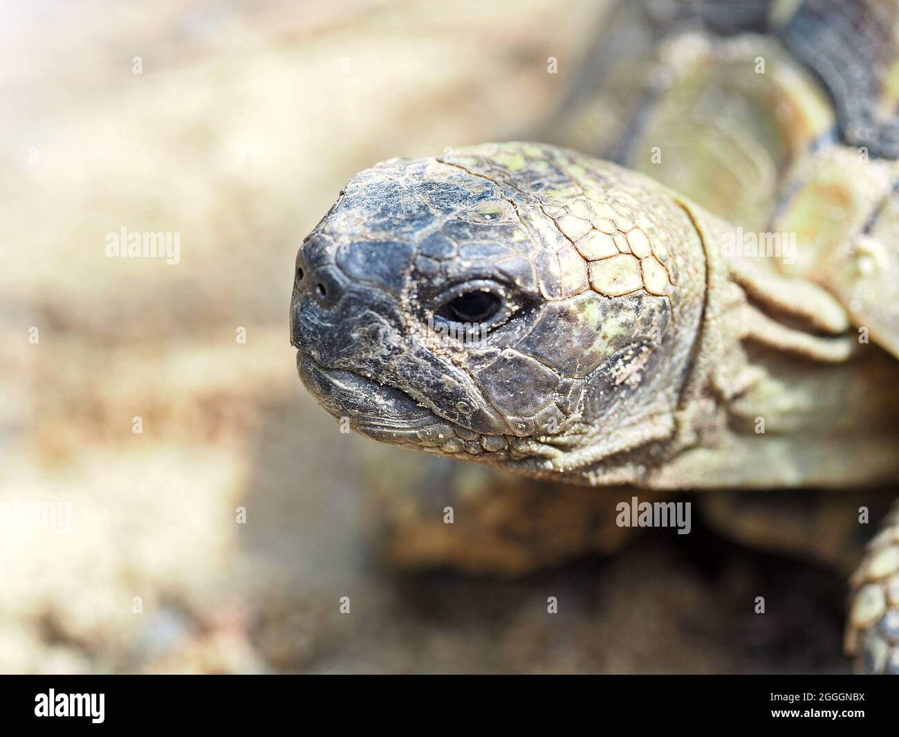 Side view of the head of a turtle Stock Photo - Alamy