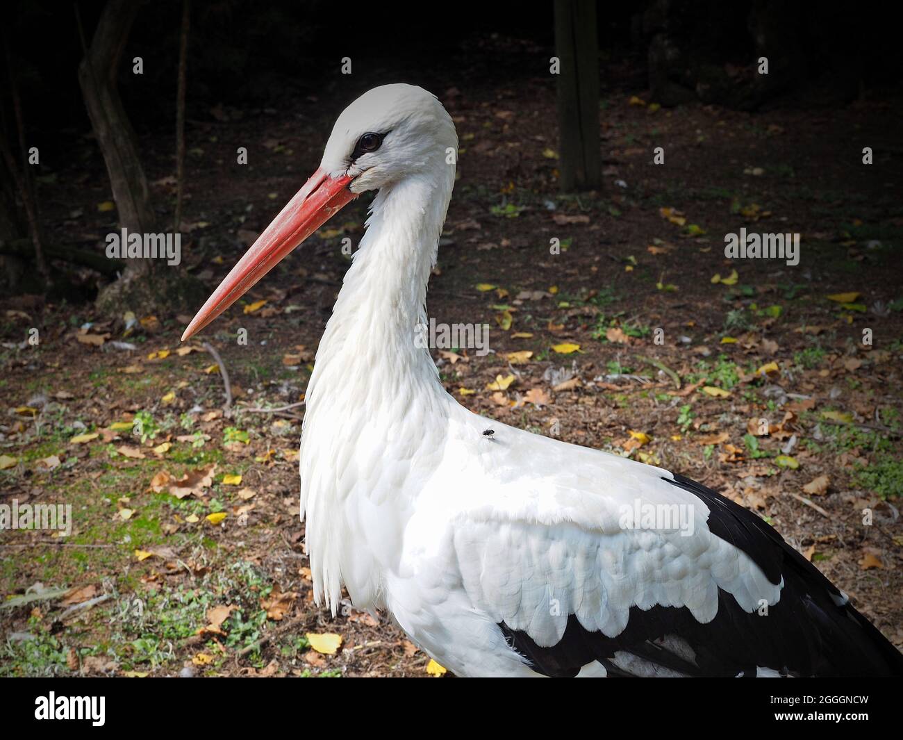 Side view of a stork Stock Photo - Alamy