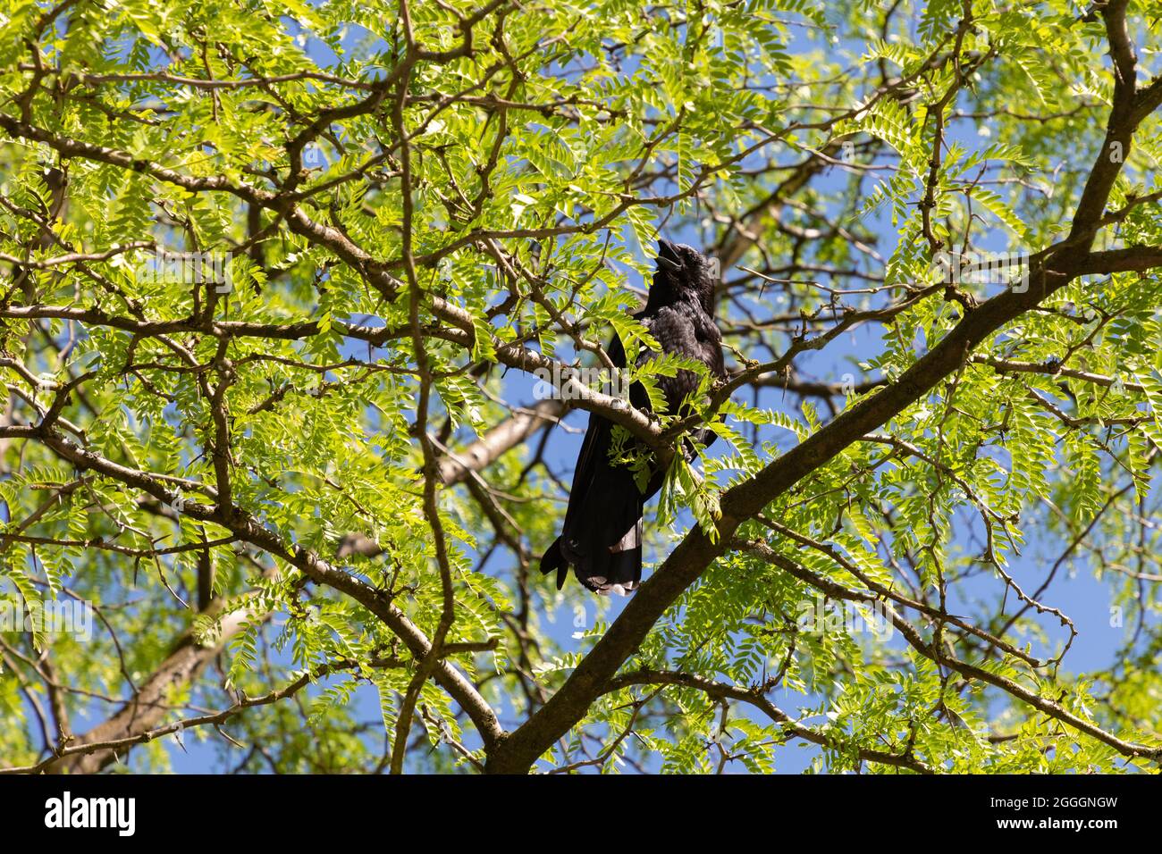 Raven in a tree, Germany Stock Photo - Alamy