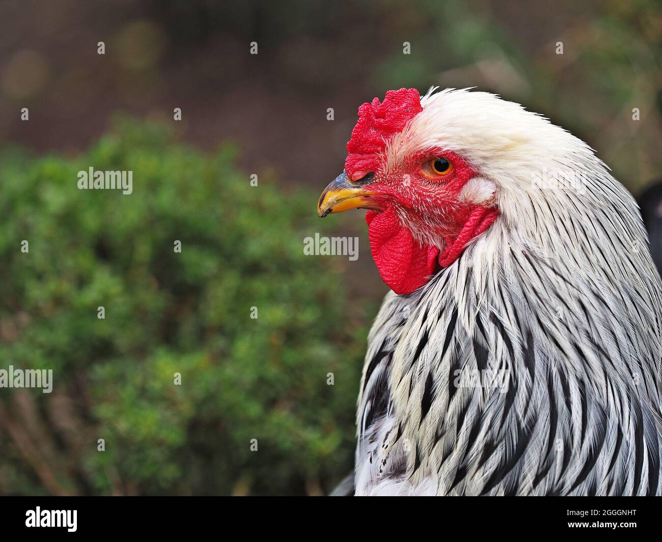 Live rooster hi-res stock photography and images - Alamy