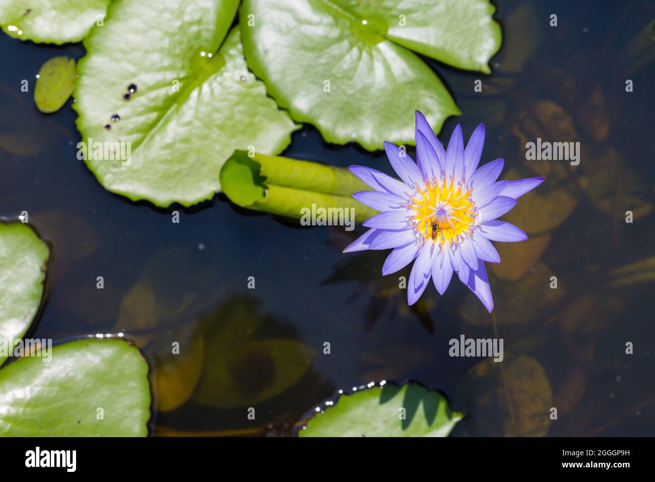 Lotus flower witht bee swarm nature background Stock Photo - Alamy