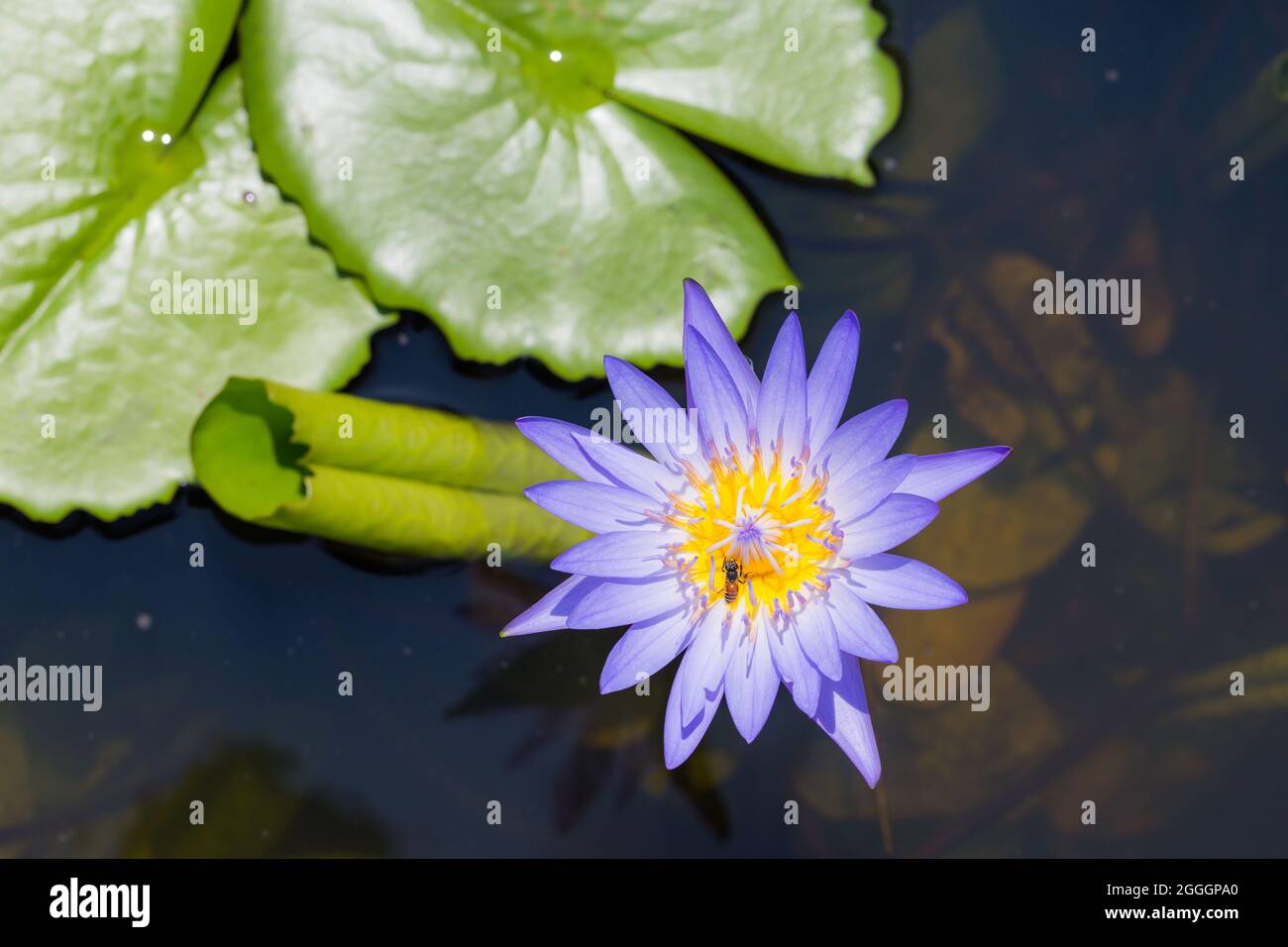Lotus flower witht bee swarm nature background Stock Photo - Alamy
