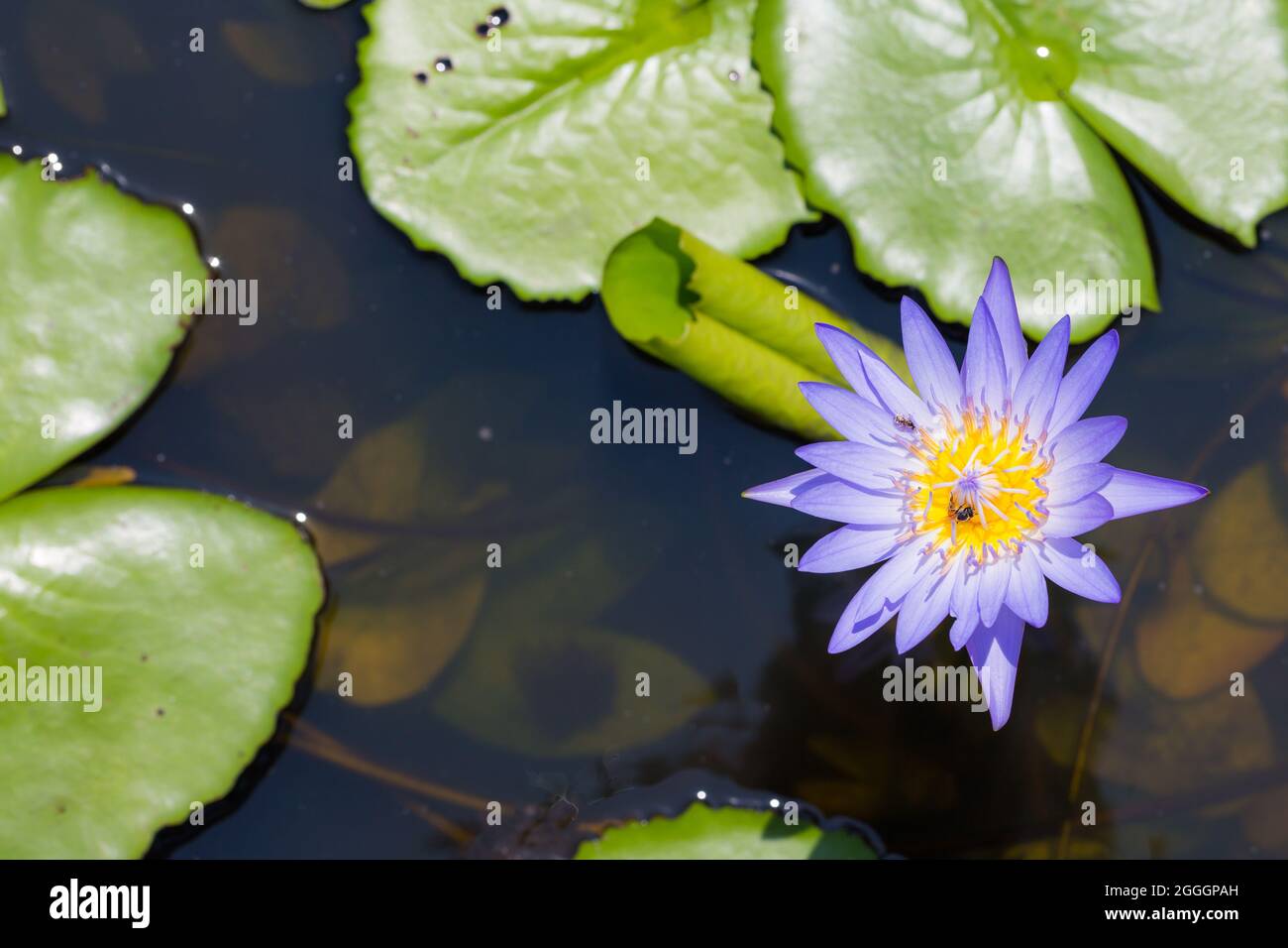 Lotus flower witht bee swarm nature background Stock Photo - Alamy