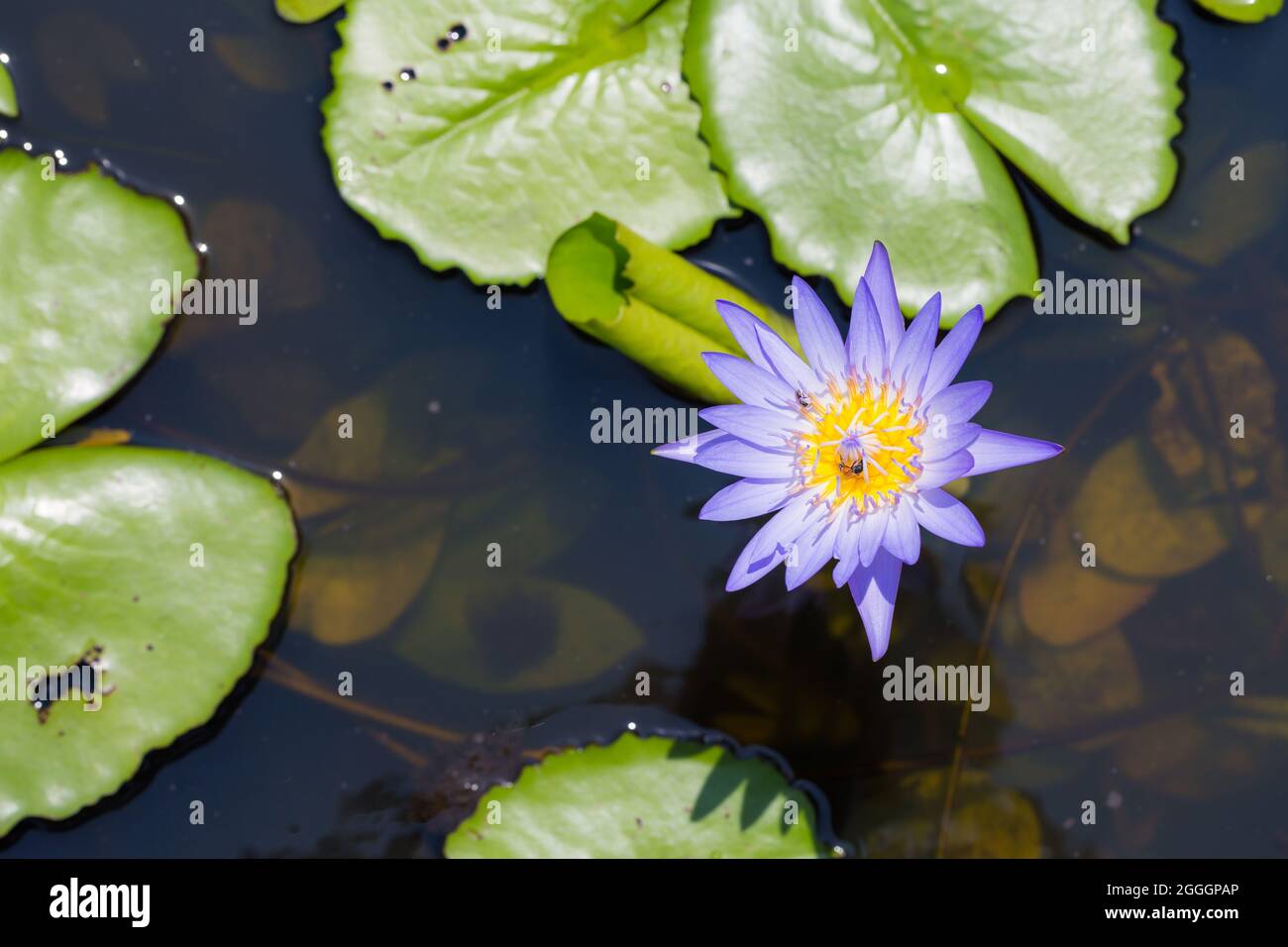 Lotus flower witht bee swarm nature background Stock Photo - Alamy