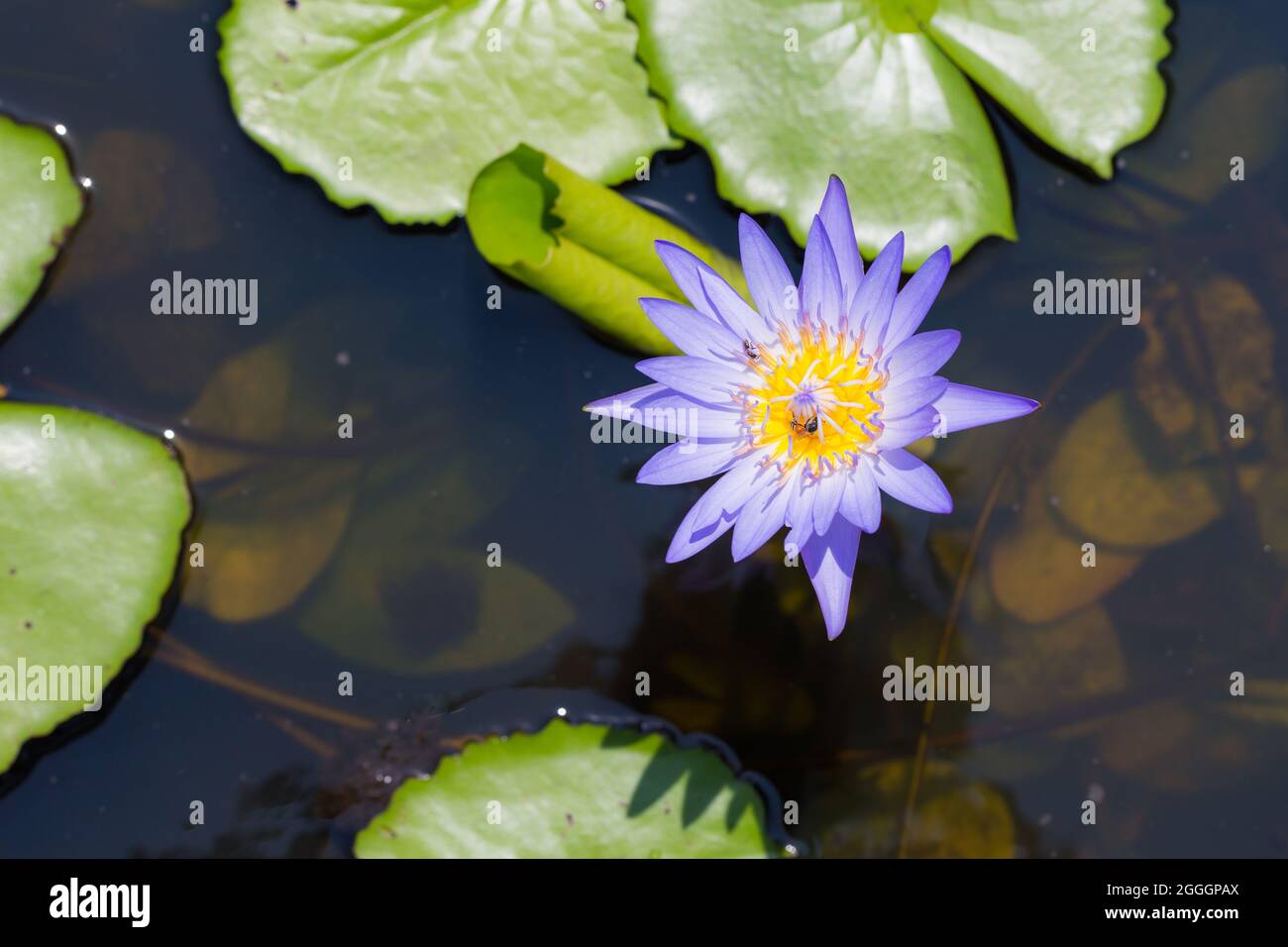 Lotus flower witht bee swarm nature background Stock Photo - Alamy