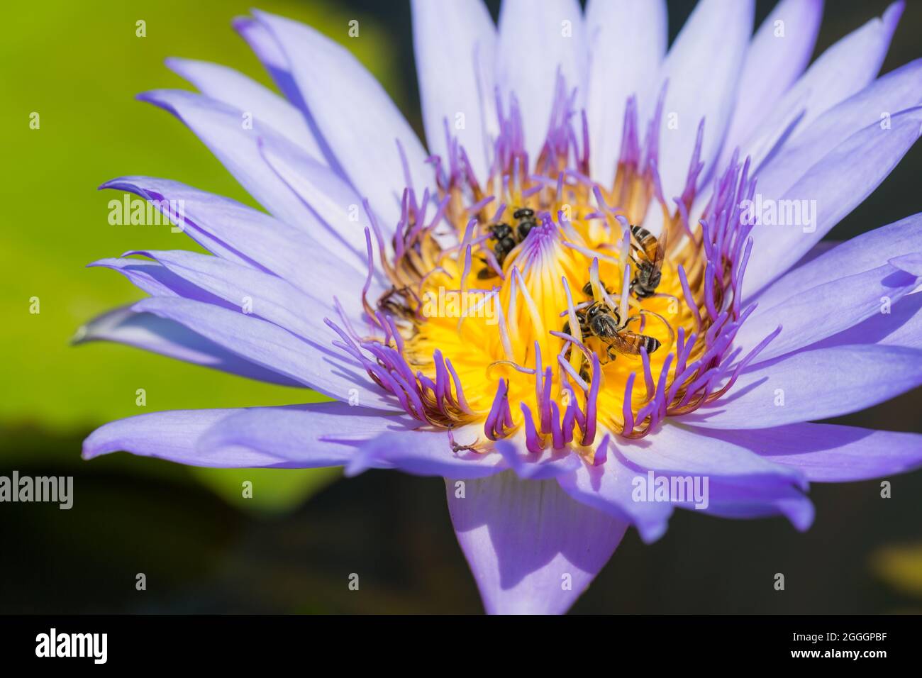 Lotus flower witht bee swarm nature background Stock Photo - Alamy