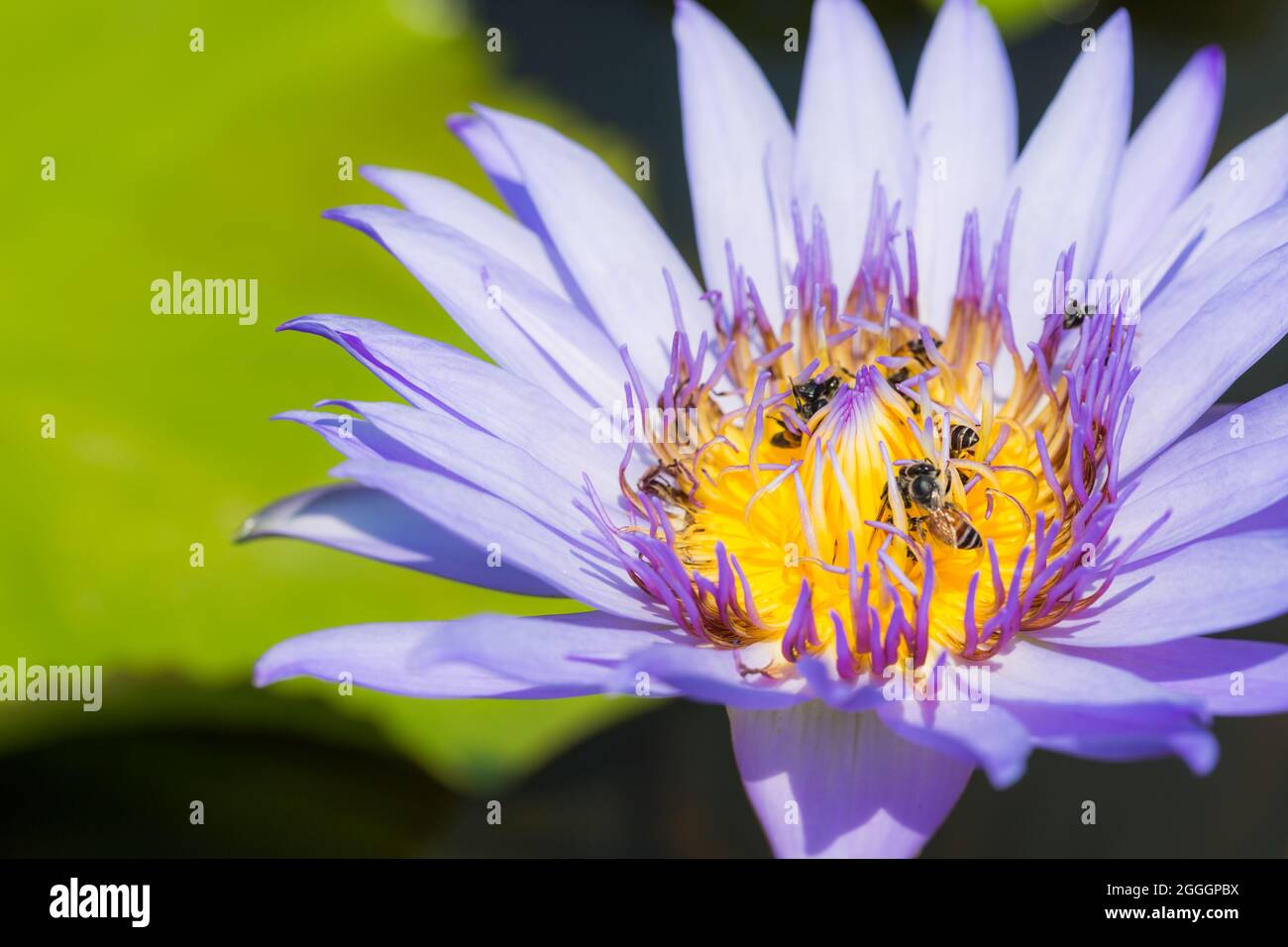 Lotus flower witht bee swarm nature background Stock Photo - Alamy