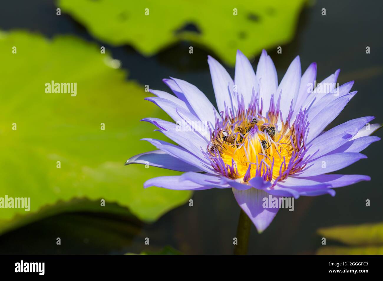 Lotus flower witht bee swarm nature background Stock Photo - Alamy