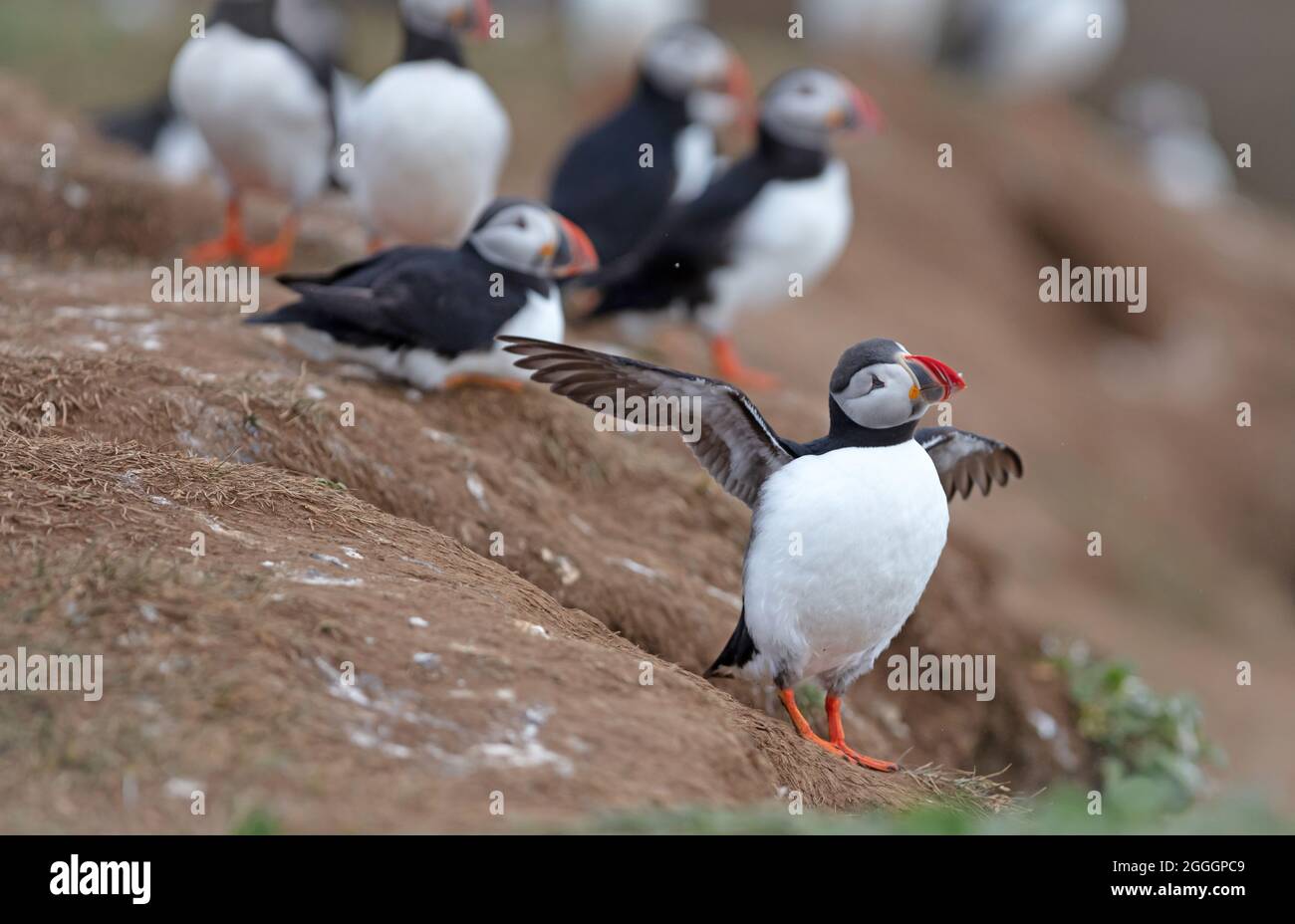 The atlantic puffin lives on the ocean and comes for nesting and ...