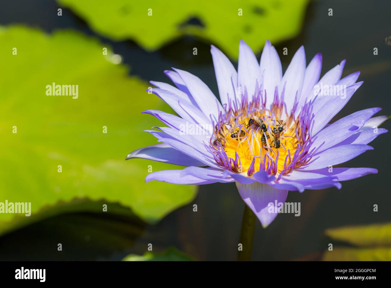 Lotus flower witht bee swarm nature background Stock Photo - Alamy