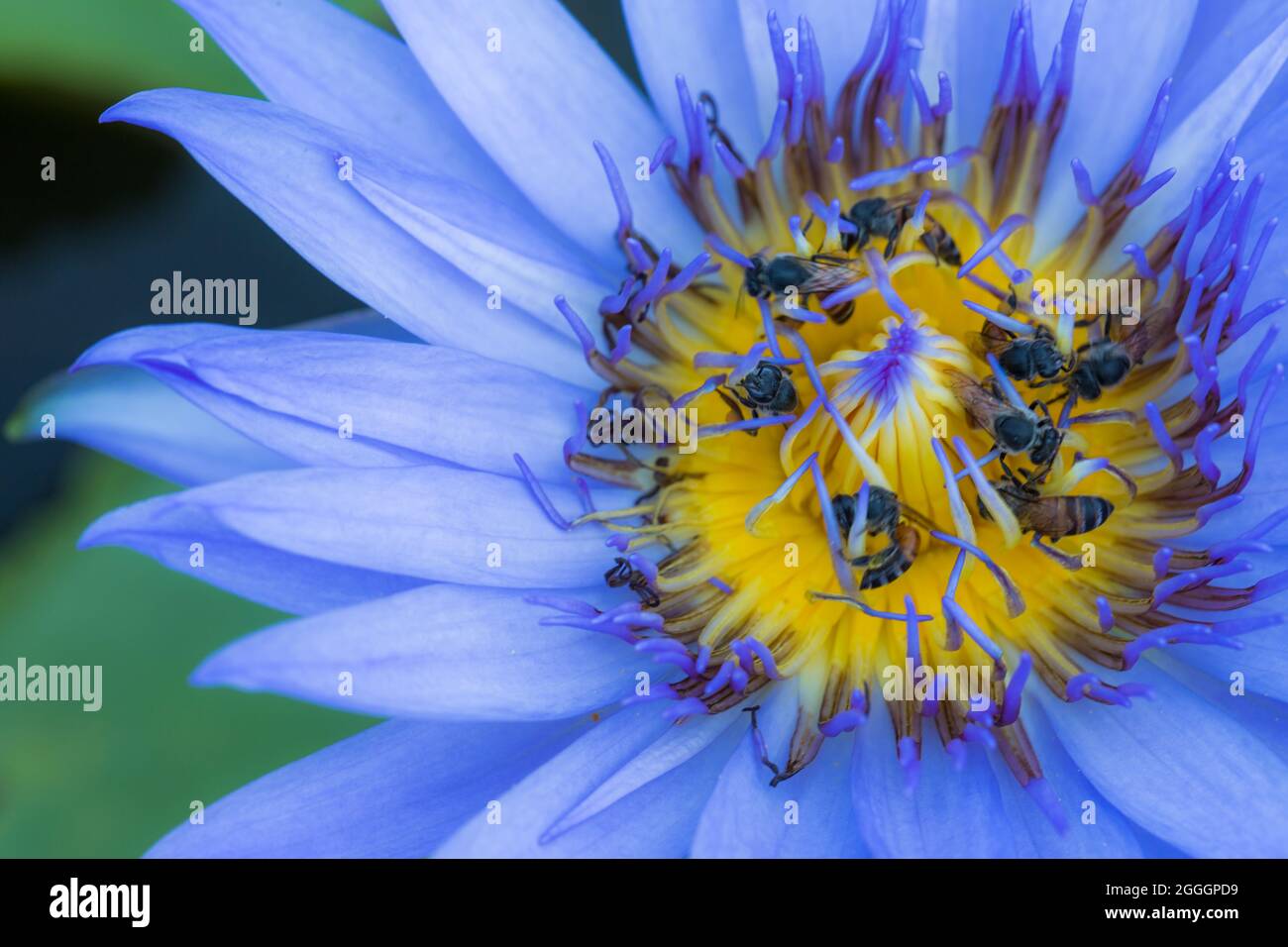 Lotus flower witht bee swarm nature background Stock Photo - Alamy