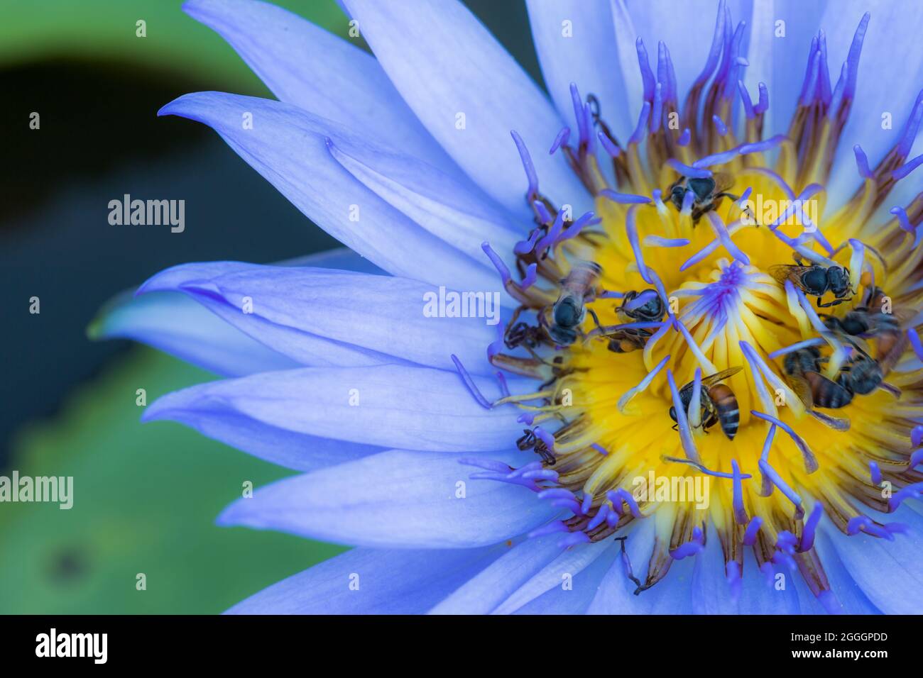 Lotus flower witht bee swarm nature background Stock Photo - Alamy