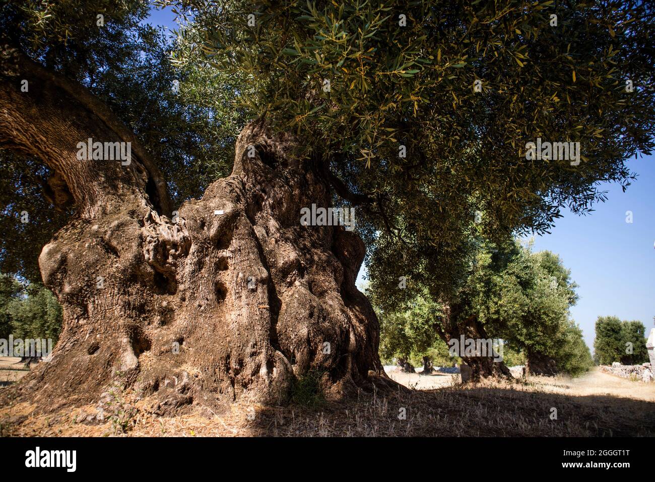 The ancient olive trees of the Puglia Italy region Stock Photo - Alamy