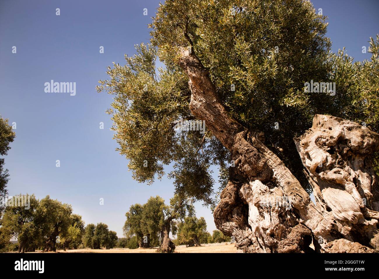 The ancient olive trees of the Puglia Italy region Stock Photo - Alamy