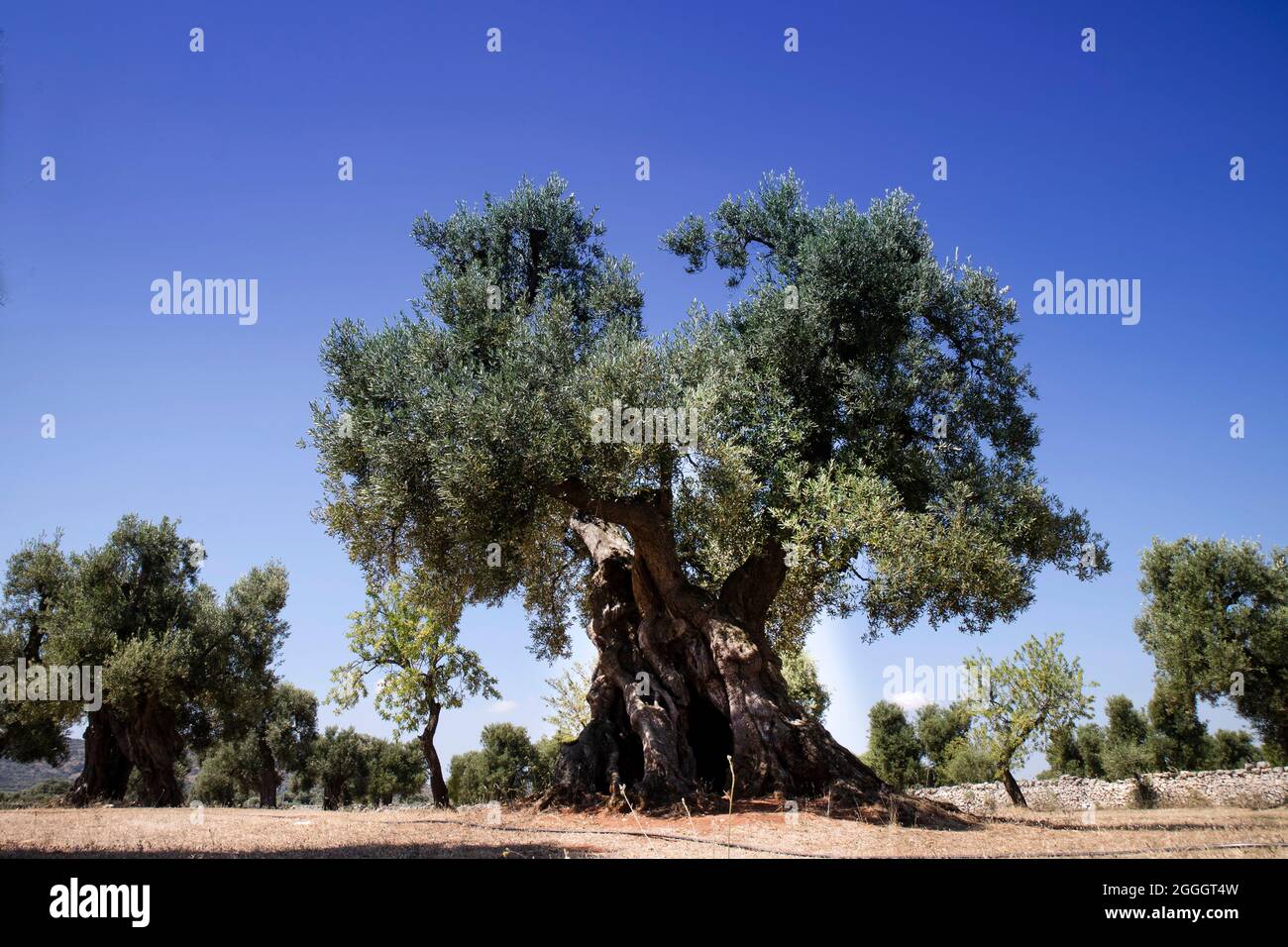 The ancient olive trees of the Puglia Italy region Stock Photo - Alamy