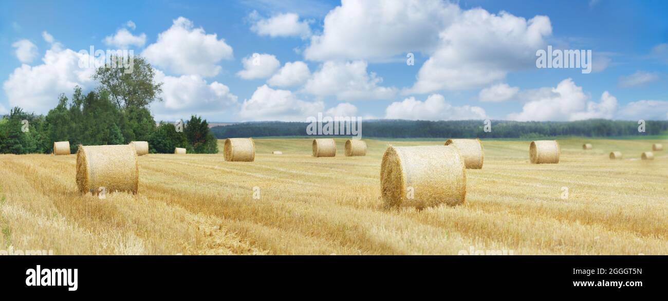 Rolled hay bales in a field after harvest. Rural landscape Stock Photo ...