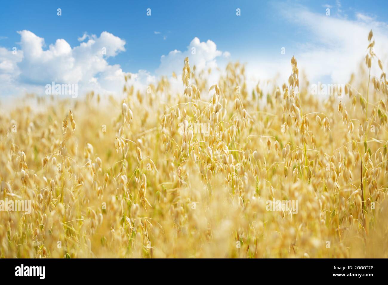 Field of oats. Ripening ears of oats in a field. Crops field ...