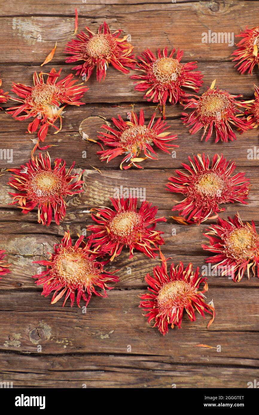The flower of orange gerbera dried naturally in the sun Stock Photo - Alamy