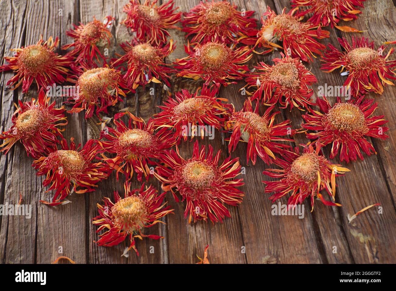 The flower of orange gerbera dried naturally in the sun Stock Photo - Alamy