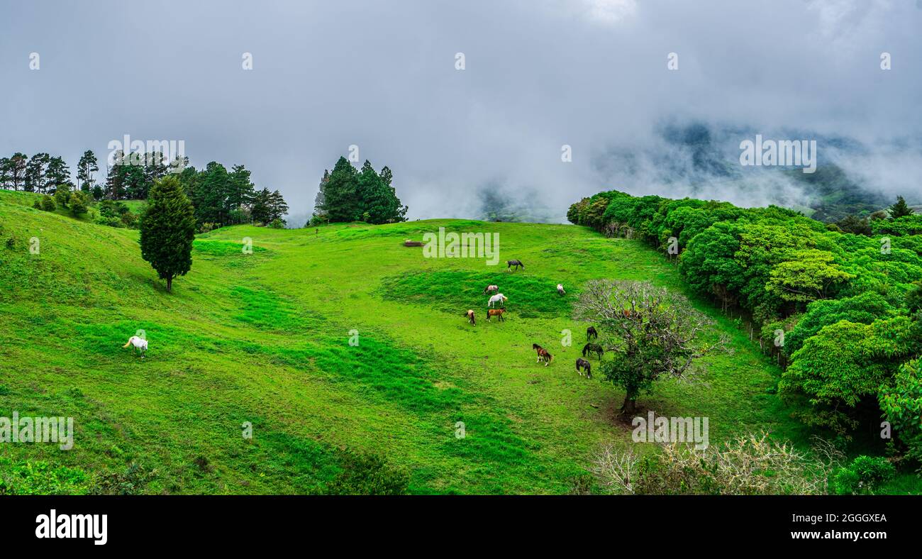 Horses grazing on a beautiful green meadow in rural Costa Rica ...