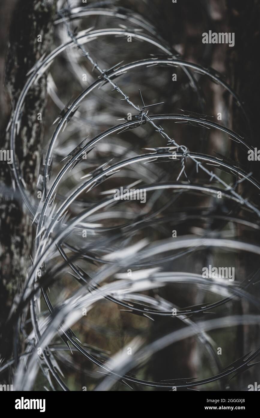 Razor sharp fine quality military grade barbed wire Stock Photo - Alamy