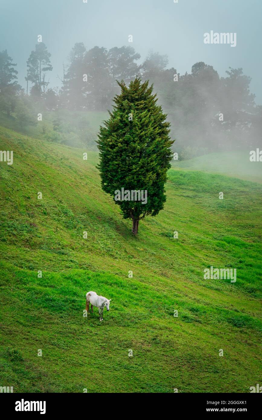 Green pasture field lonely trees hi-res stock photography and images ...