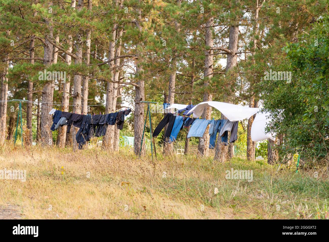 a group of clothes in the forest Stock Photo - Alamy