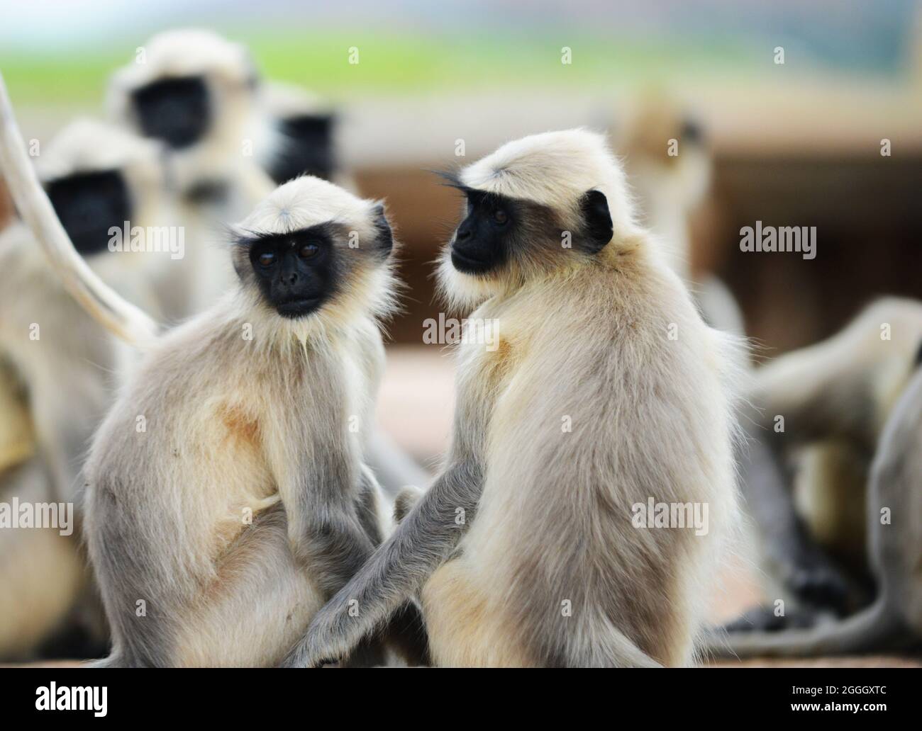 Langur monkeys in Hampi, Karnataka, India Stock Photo - Alamy