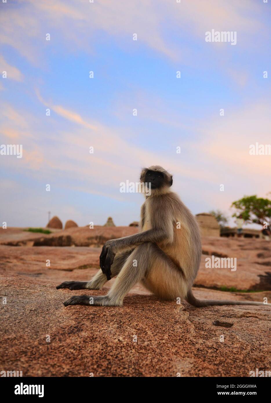Langur monkeys in Hampi, Karnataka, India Stock Photo - Alamy