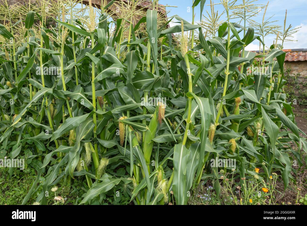 Close up of rows of maize in a walled garden Stock Photo - Alamy