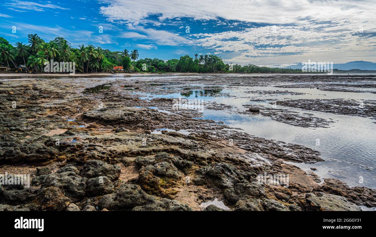 Tidal forest hi-res stock photography and images - Alamy