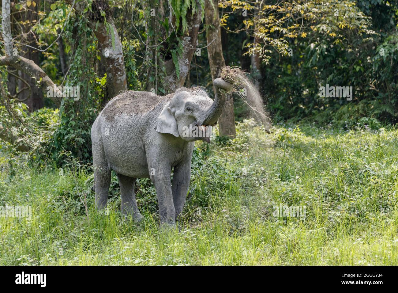 Indian bull elephant hi-res stock photography and images - Alamy