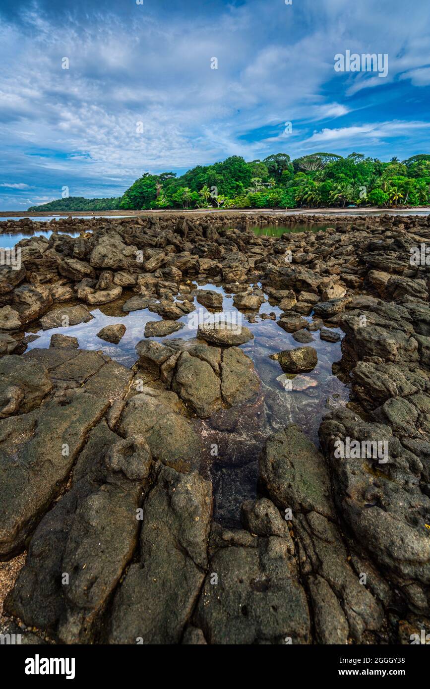 Tidal forest hi-res stock photography and images - Alamy