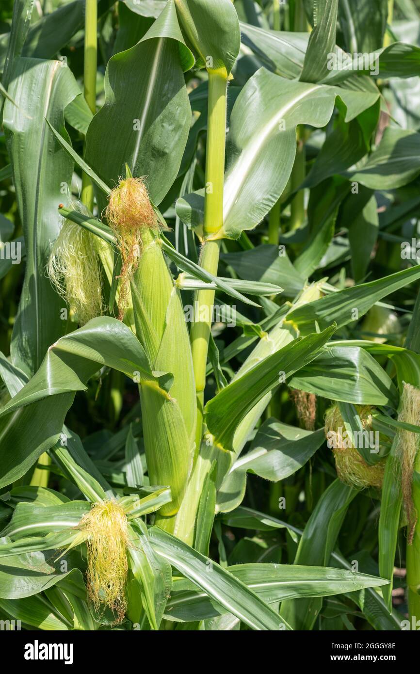 Female corn inflorescence hi-res stock photography and images - Alamy
