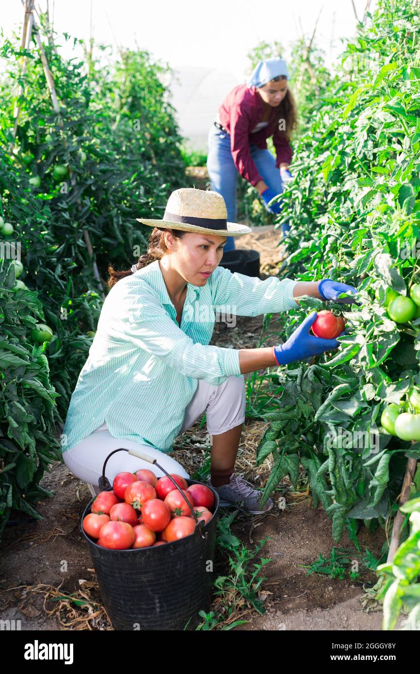 Two women picking tomatoes Stock Photo - Alamy