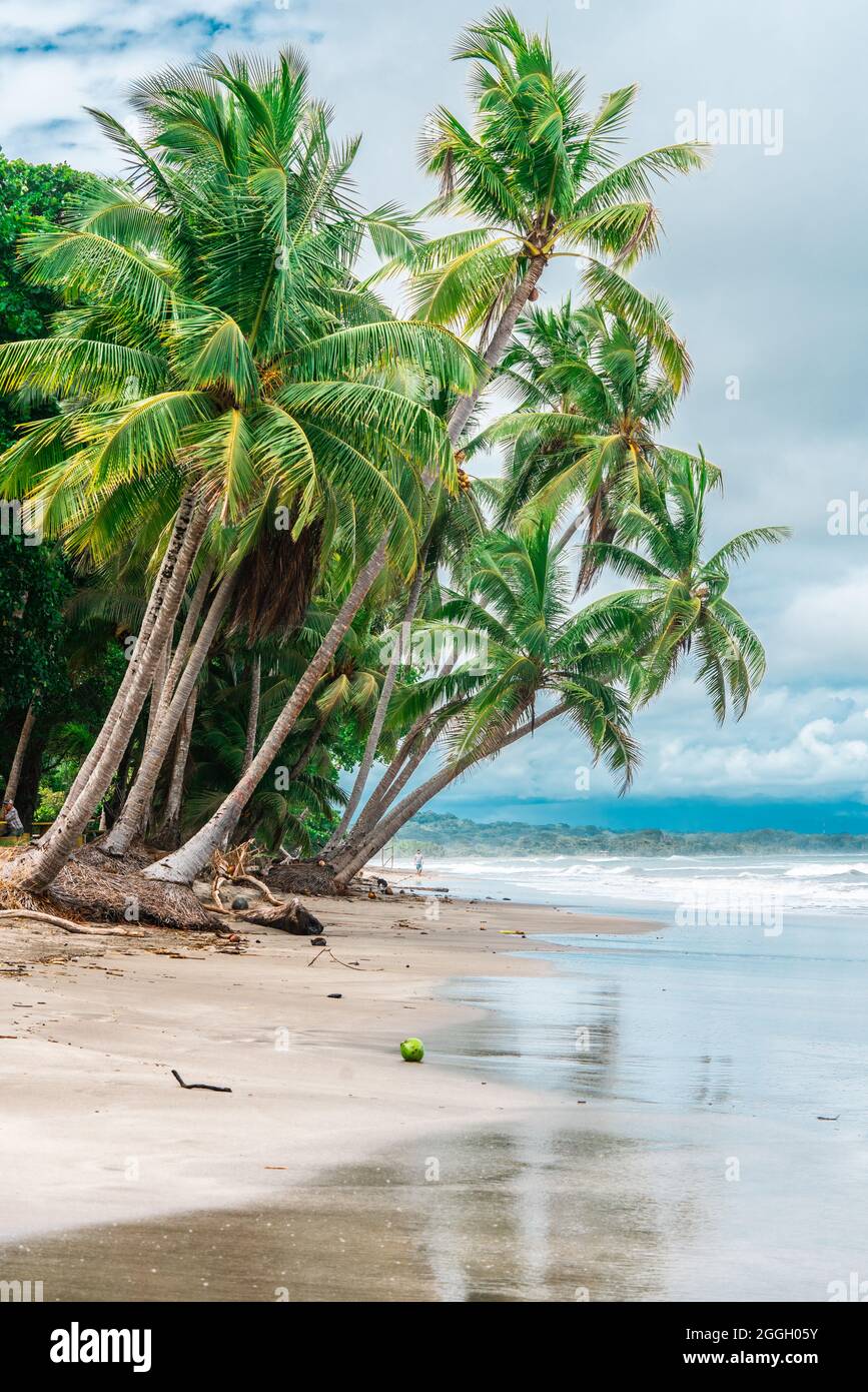 Scenic colorful landscape of a sandy beach full of tall coconut palm ...