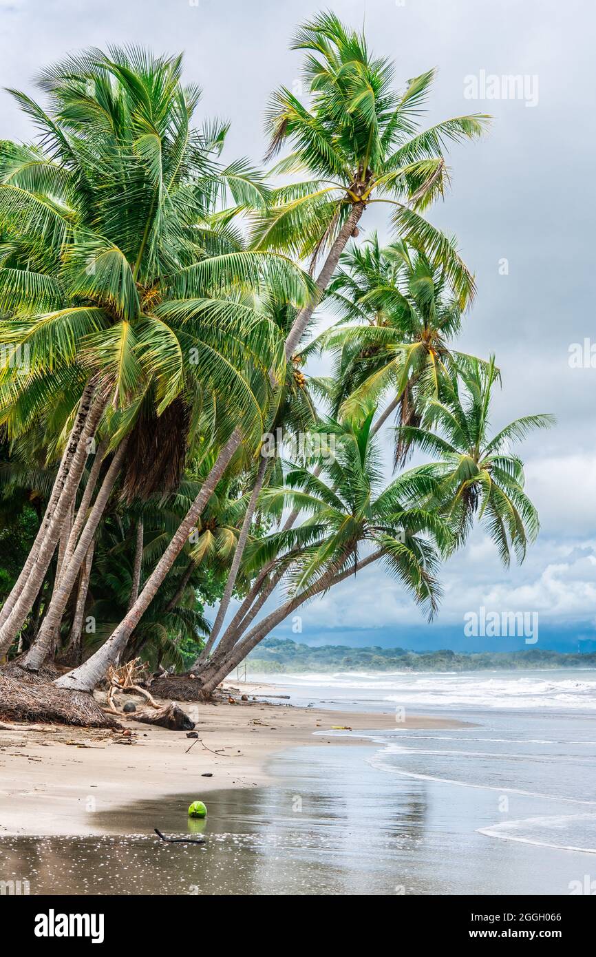 Scenic colorful landscape of a sandy beach full of tall coconut palm ...