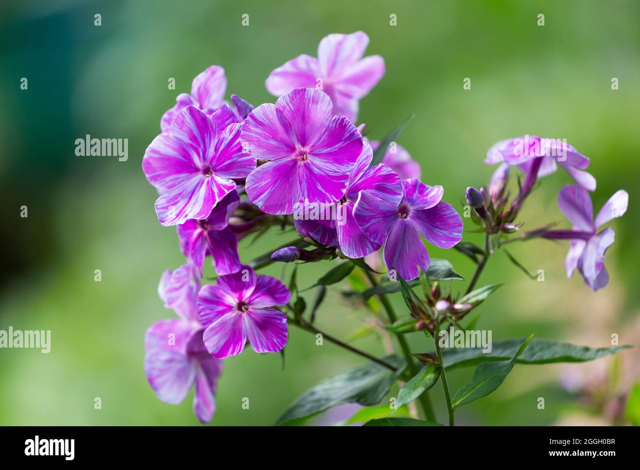 Blooming flowers of phlox on green background in a garden Stock Photo ...